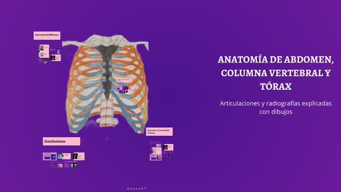 ANATOMÍA DE ABDOMEN, COLUMNA VERTEBRAL Y TÓRAX by Luisa Cuervo on Prezi
