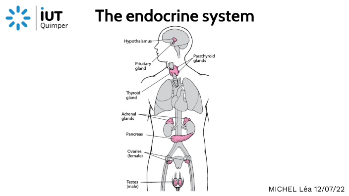 The endocrine system by Lea Michel on Prezi