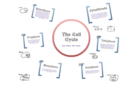 Cell Cycle Project by Jack Sullivan on Prezi