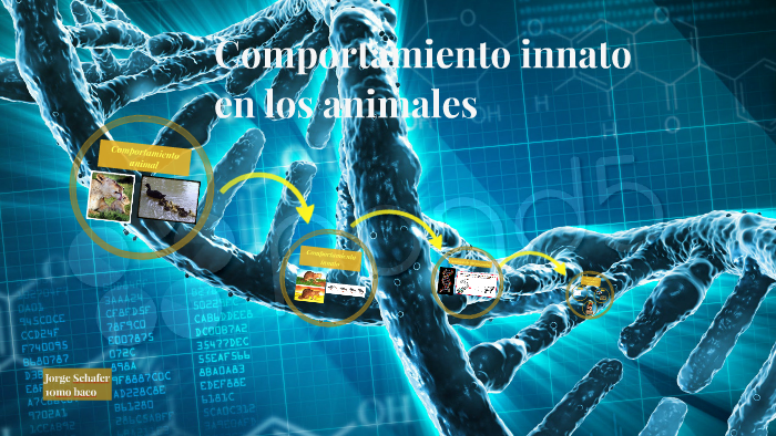 Comportamiento innato de los animales by Jorge Schafer on Prezi
