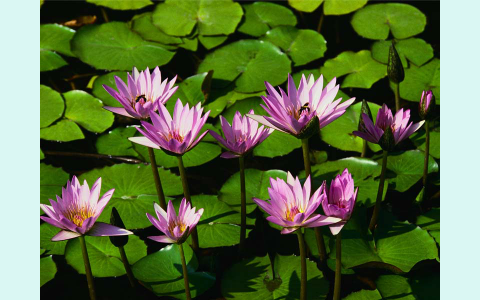 깅깅 by Hunui Jeon on Prezi