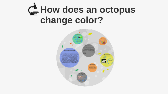 How does an octopus change color? by Jordan Walburn on Prezi