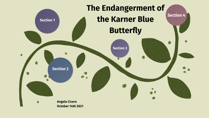 Karner Blue Butterfly by Angela Cicero on Prezi