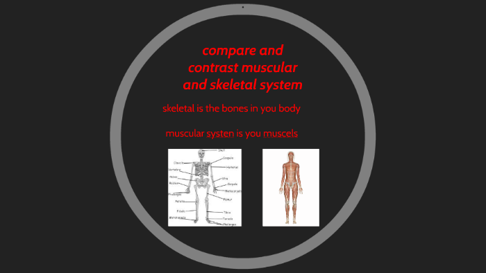 compare and contrast muscular and skeletal system by paige blazevic on ...