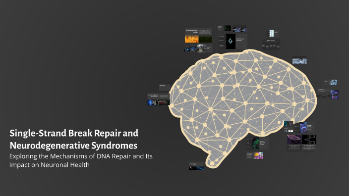 Single-Strand Break Repair and Neurodegenerative Syndromes by Mobina ...