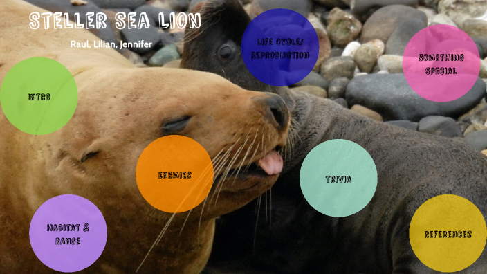 Steller Sea Lion by Raul Rodriguez on Prezi