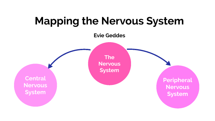 Mapping the Nervous System by on Prezi