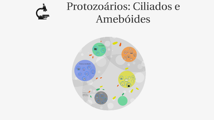 Protozoarios Ciliados e ameboides by Joao Pedro Paulino Costa on Prezi