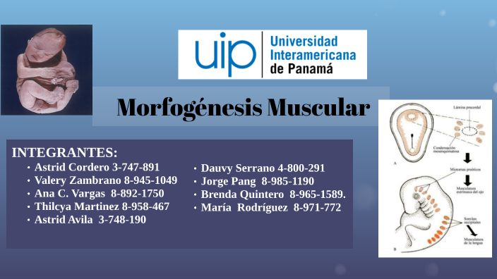 Morfogenesis muscular by Ana Vargas on Prezi