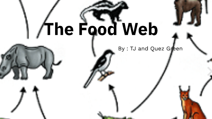 food web by TJ Paolucci on Prezi