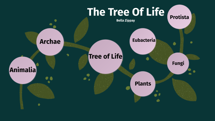 The Tree of Life by Isabella Zippay on Prezi