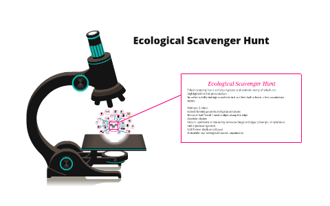 Ecological Scavenger Hunt by A N on Prezi
