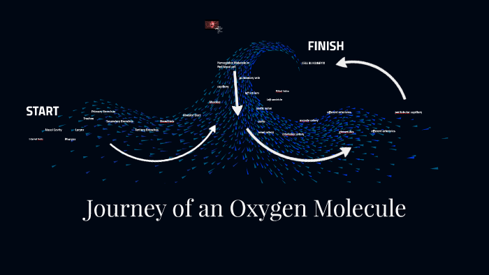 Journey of an Oxygen Molecule by Emily Hughes on Prezi