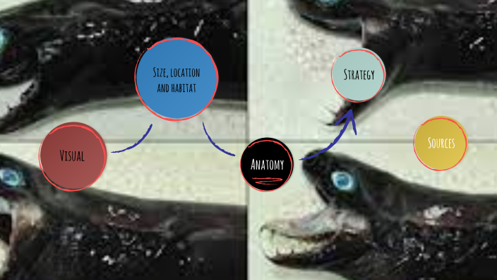 Science | Viper Dogfish Presentation by Channing Watson on Prezi