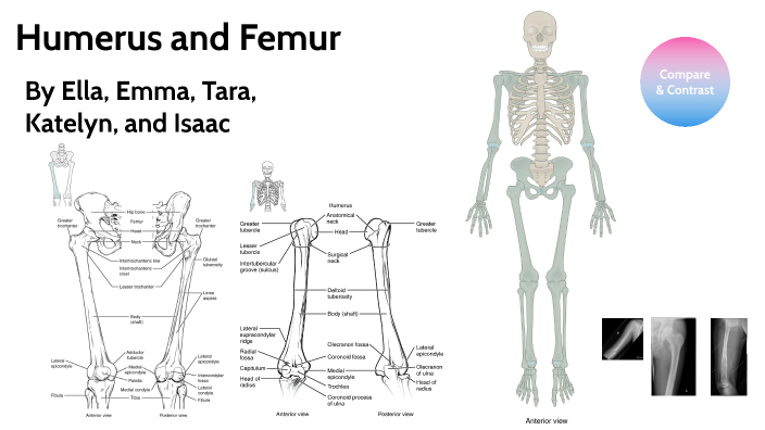 Humerus and Femur - Completed Draft by Isaac Fullerton on Prezi