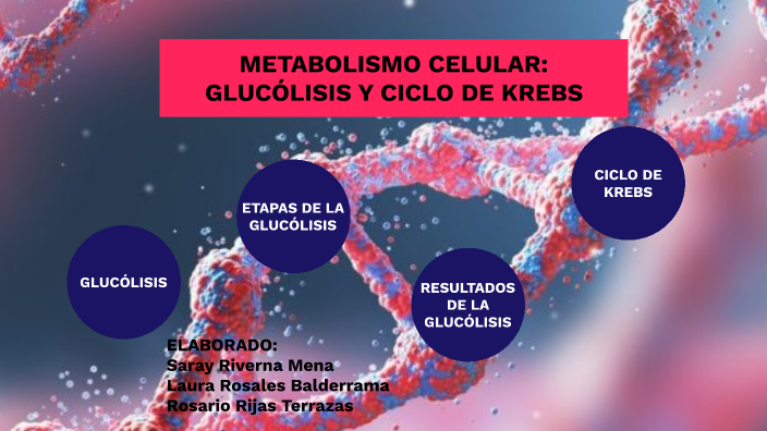 GLUCOLISIS by Laura Cinthya Rosales Balderrama on Prezi