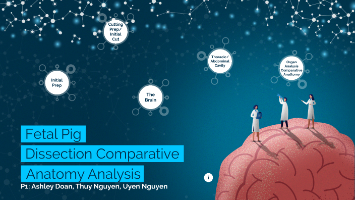 Fetal Pig Dissection Comparative Anatomy Analysis by Ashley Doan on Prezi