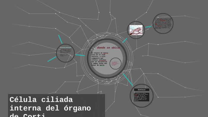 Célula ciliada interna del organo de Corti by Anne Silva on Prezi