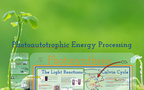 AP Bio- Metabolism 3: Photoautotrophic Nutrition by Sarah Blechacz on Prezi