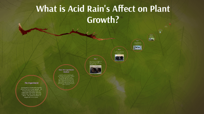 How Does Acid Rain Effect Plant Growth? by Carson Cecconi on Prezi