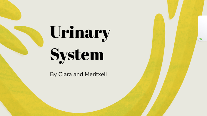 Urinary system by Txelll Agus on Prezi