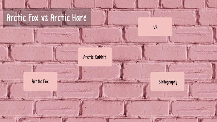 Arctic Fox vs Arctic Hare by Cami Vaca on Prezi