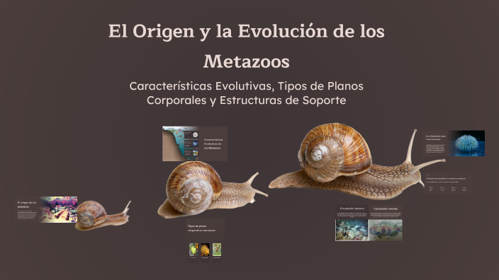 El Origen y la Evolución de los Metazoos by emmanuel hernandez ceballos ...