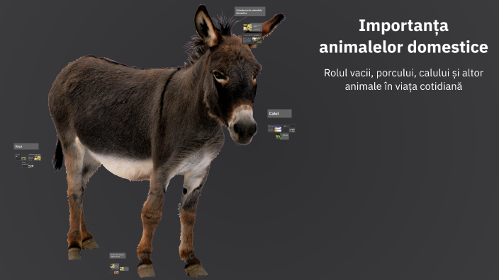 Importanța animalelor domestice by Budai István on Prezi