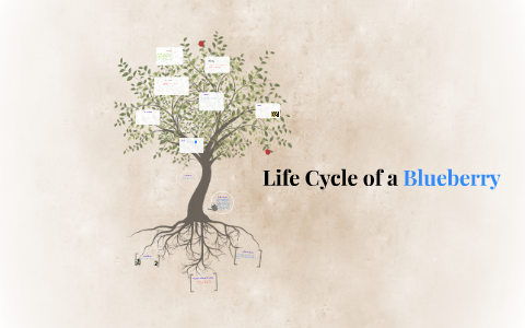 Life Cycle of a Blueberry by Red Class on Prezi