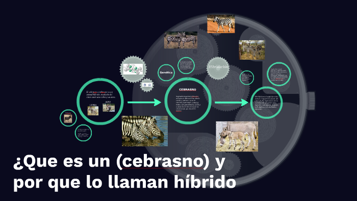 ¿Que es un (cebrasno) y por que lo llaman híbrido by francisco chacon ...