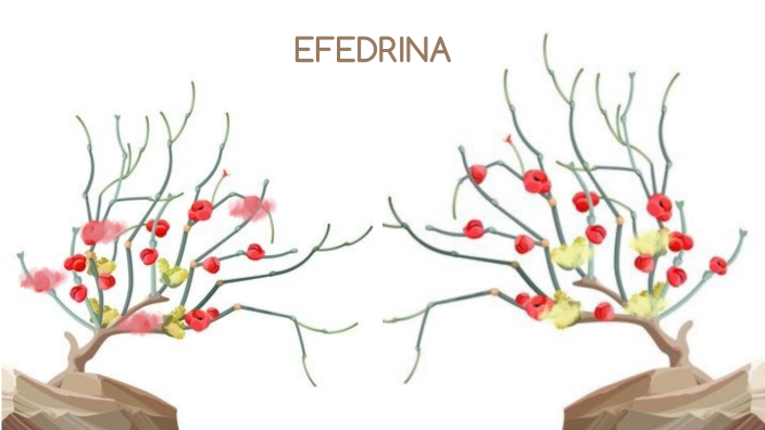 Efedrina by Sara Khodja on Prezi