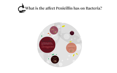 What is the affect Penicillin has on Bacteria? by Sofia de Lemos on Prezi
