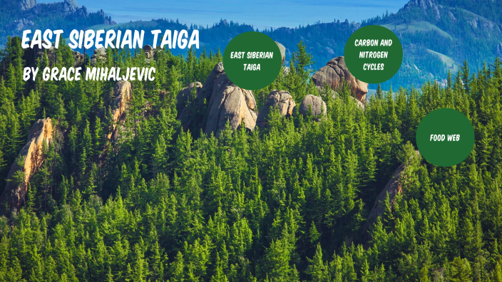 East Siberian Taiga By Grace Mihaljevic On Prezi