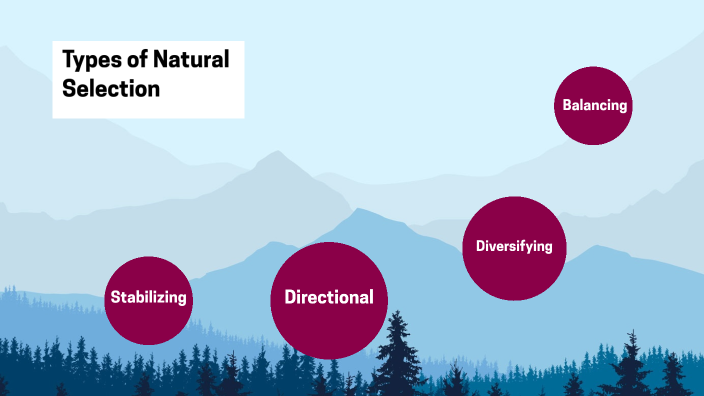 Types of Natural Selection by Alyssa McLaughlin on Prezi