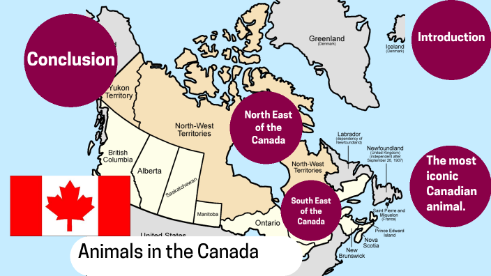 Les animaux du Canada by Margaux Bellelle on Prezi