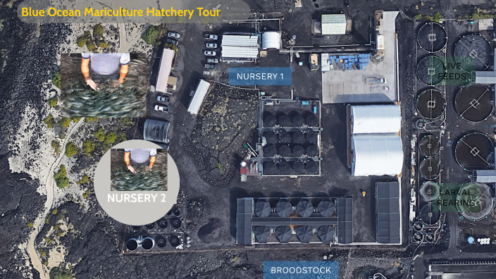Blue Ocean Mariculture Hatchery Tour by Federico Rotman on Prezi