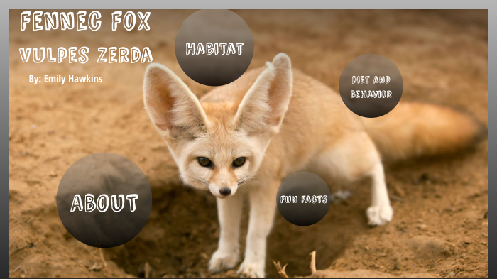 Fennec Fox Project by Emily Hawkins on Prezi