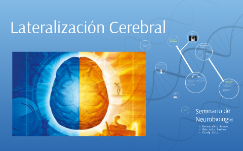 Lateralización Cerebral by Gabi Tadres on Prezi