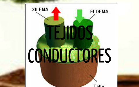 Tejidos Conductores Vegetales by biologia bachiller on Prezi