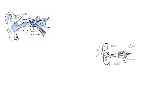 the ear by danielle spangler on Prezi