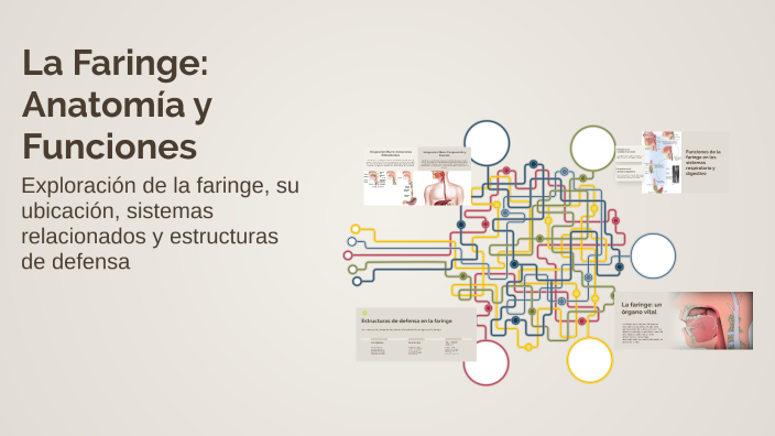 La Faringe: Anatomía y Funciones by nicole on Prezi