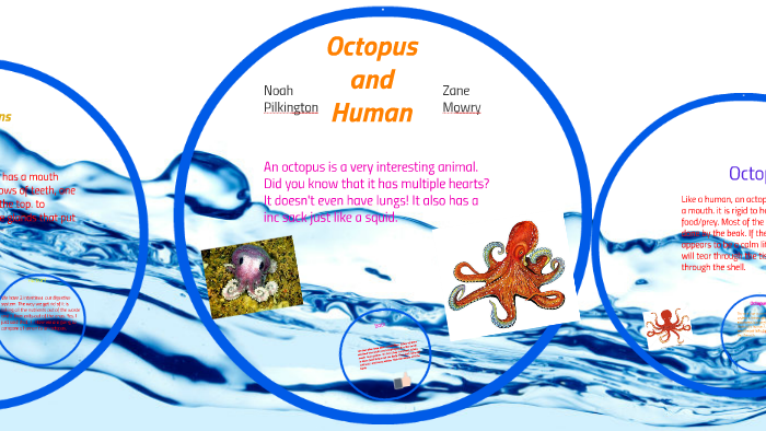 Octopus V.S. Human by Noah Pilkington on Prezi