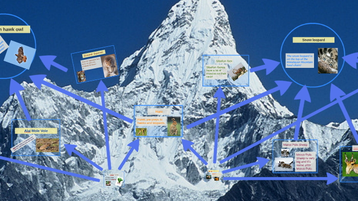 Himalayan mountain food chain by grace nickason on Prezi