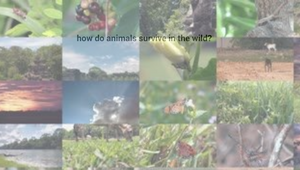 how do animals survive in the wild by Sophia Gonzalez on Prezi Design