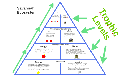 How Matter and energy move through an ecosystem by Sage Kreiter