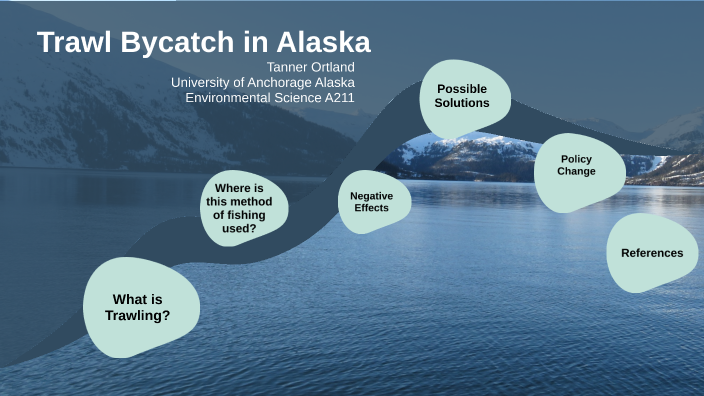 Trawl Bycatch in Alaska by tanner ortland on Prezi