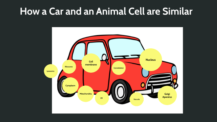 Car biology analogy by Anika Bhat on Prezi
