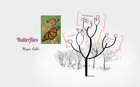 Butterflies by Megan Goble on Prezi
