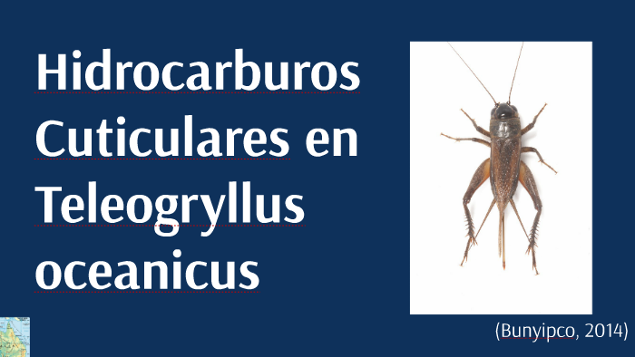 Hidrocarburos Cuticulares en Teleogryllus oceanicus by Grillos ...