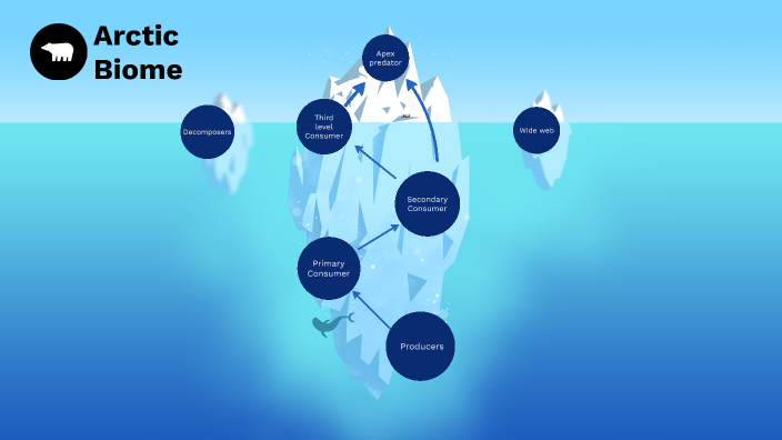Arctic Biome Food Web by Gabe pina on Prezi